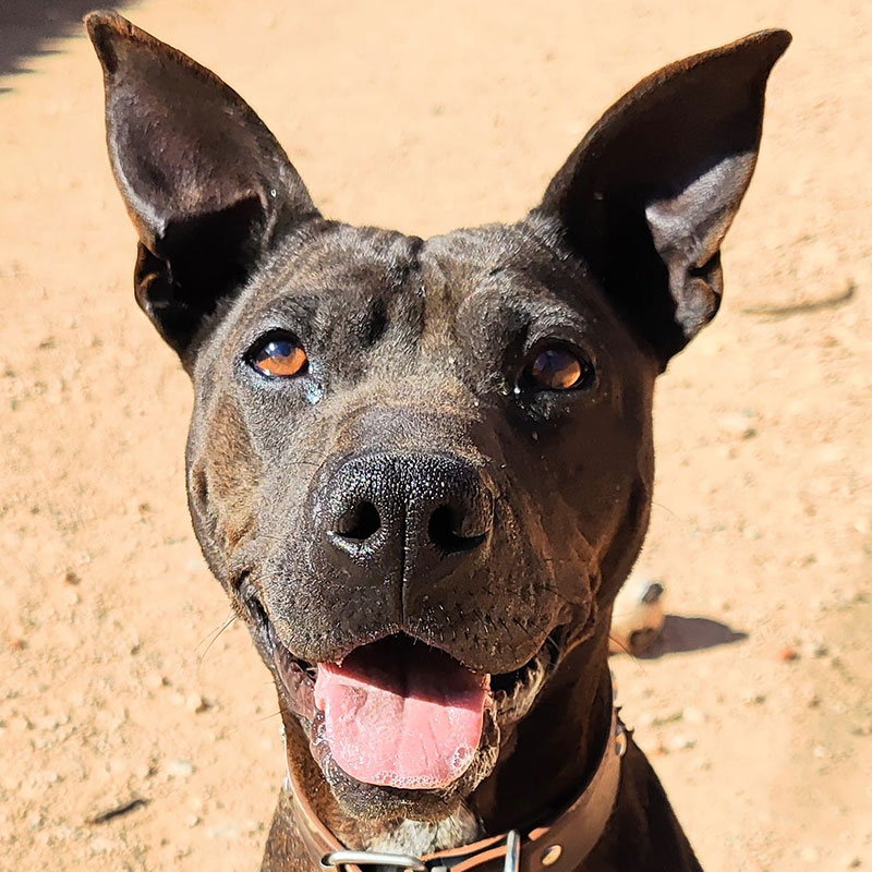 Perros para adoptar – SOS Animal Mallorca