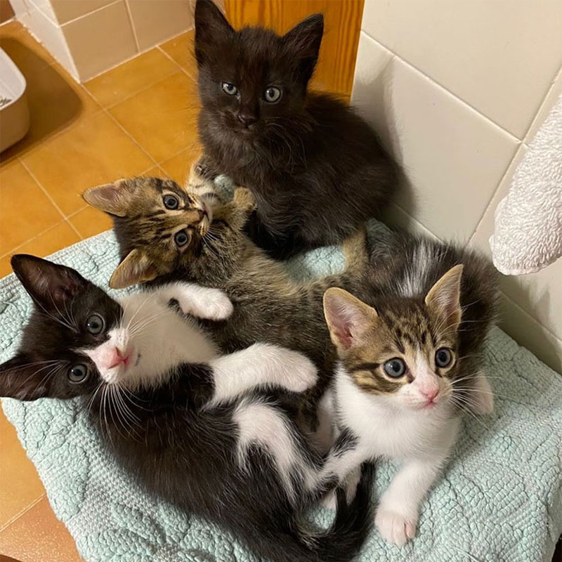 CATS FOR ADOPTION – SOS Animal Mallorca