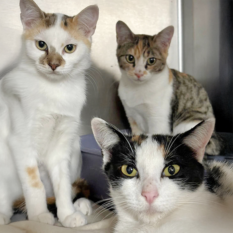 Gatos para adoptar – SOS Animal Mallorca