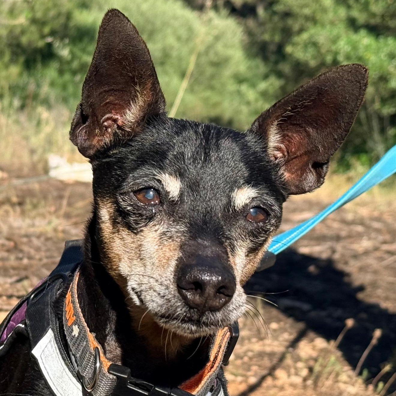Sasha – SOS Animal Mallorca